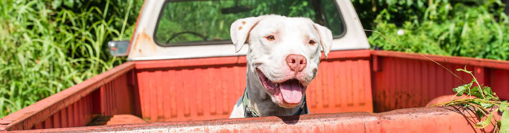 Breaking stigmas together: Kind Goods and Even Chance Pit Bull Rescue ...