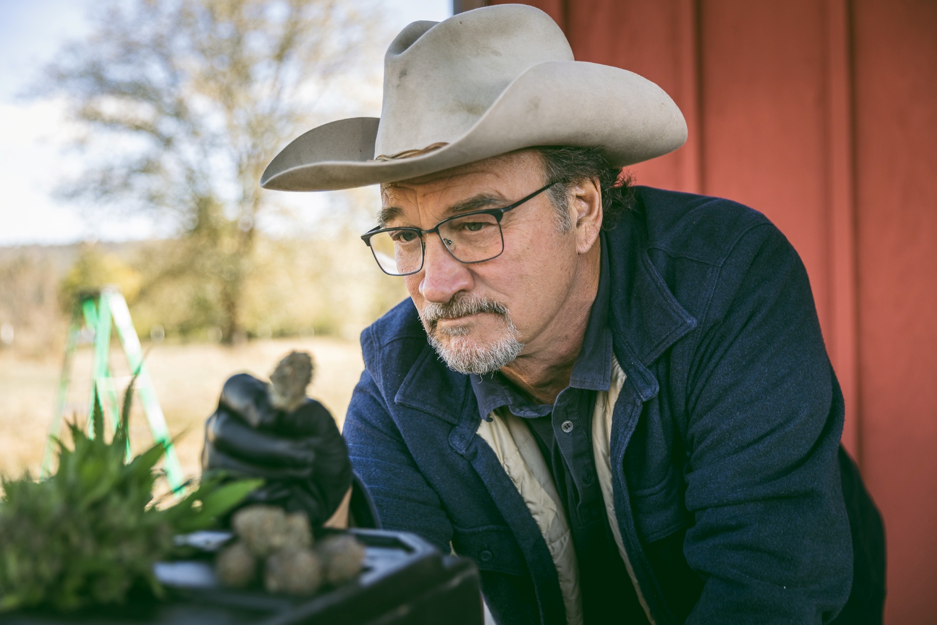 Belushi's Farm partners with C4 to bring premium cannabis and passion ...