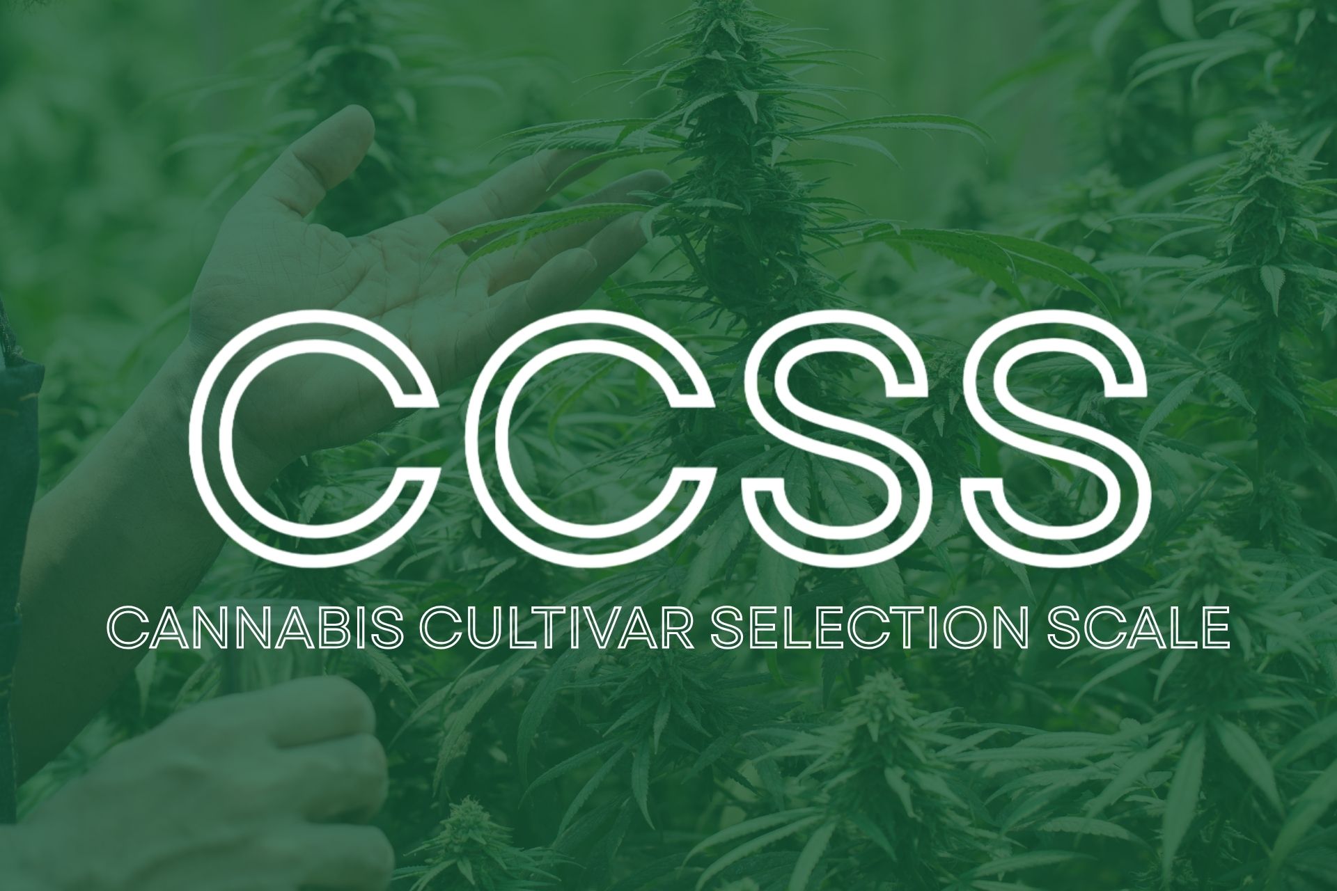 Cannabis Cultivar Selection Scale announced to push cannabis beyond THC ...