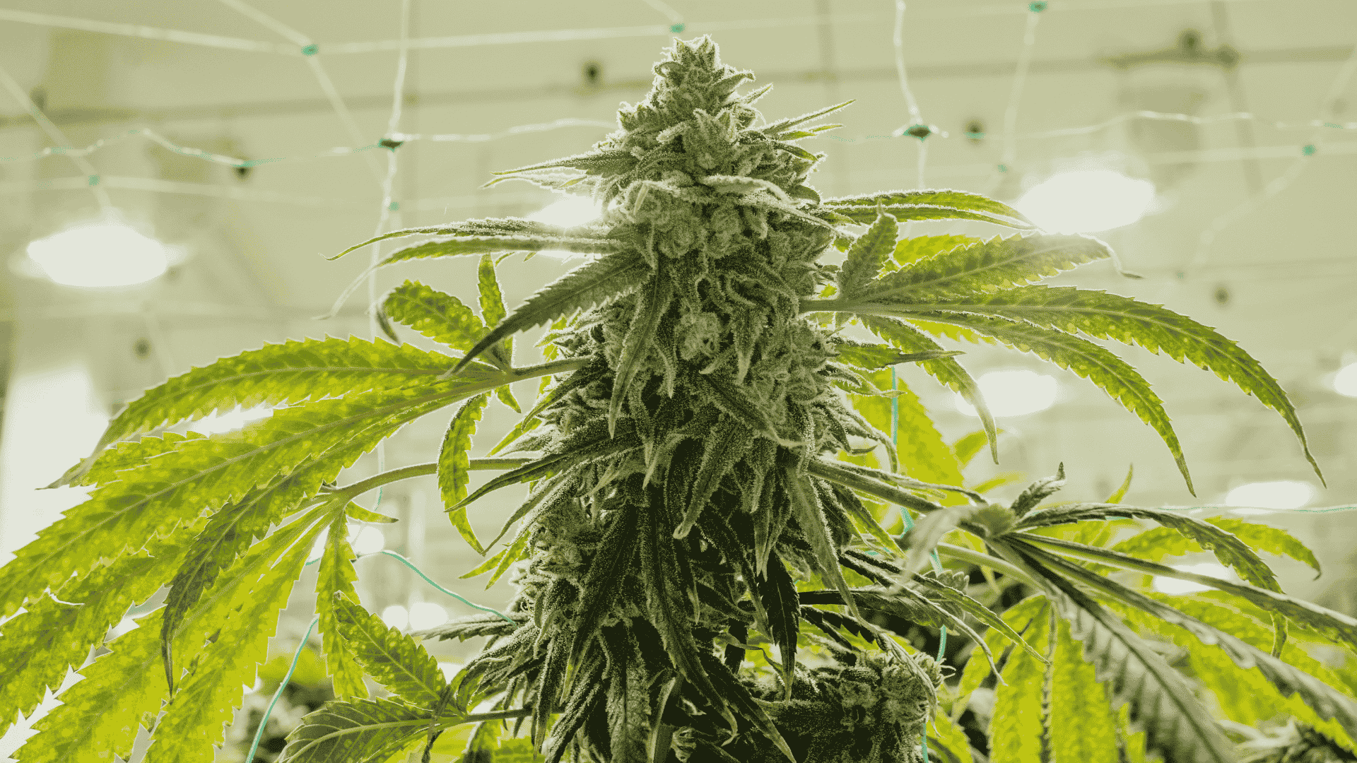 Alabama delays rescheduling of marijuana to determine implementation ...